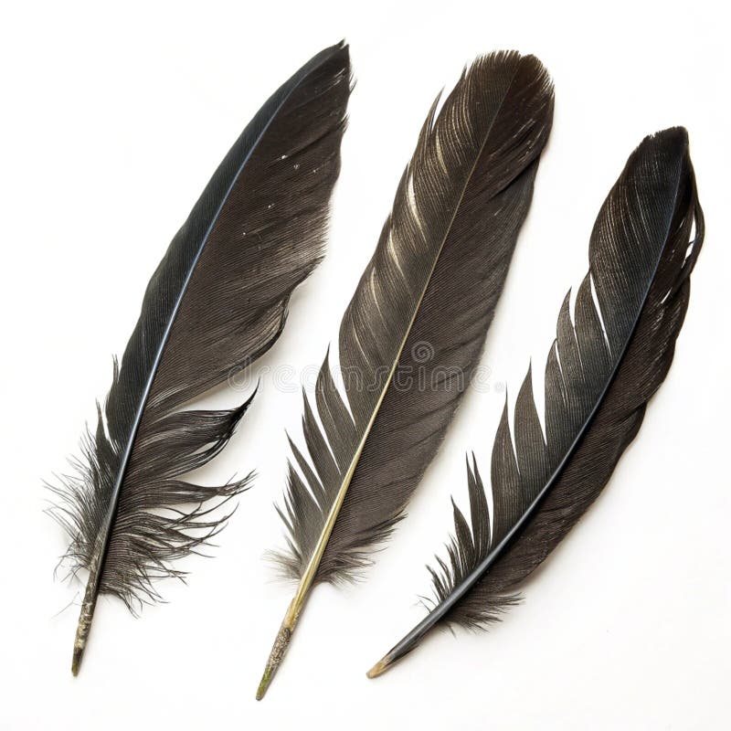 Three Raven Feathers on White Background Stock Illustration ...