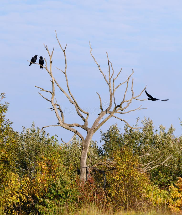 Three Ravens Near Old Juniper on the Rock Stock Photo - Image of ...