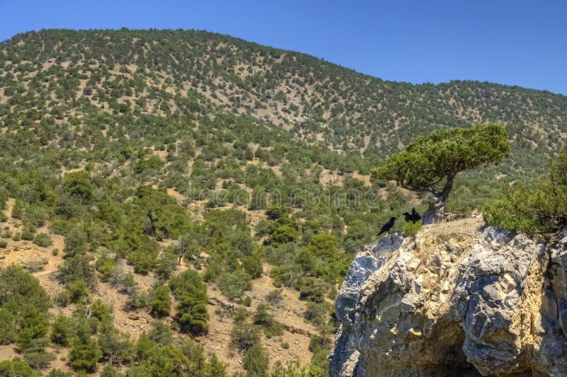 Three Ravens Near Old Juniper on the Rock Stock Photo - Image of ...