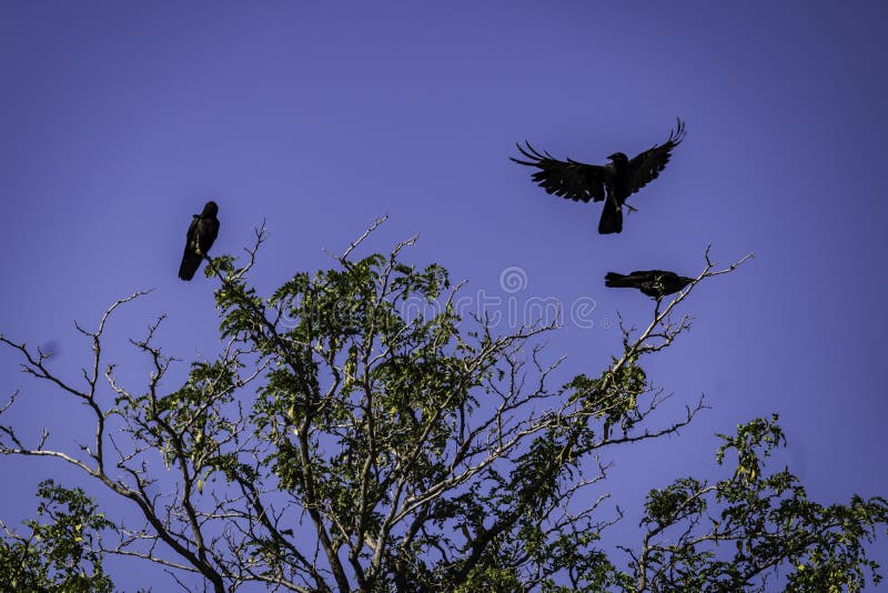 Three Ravens, One in Flight Stock Image - Image of tree, nature: 224480465