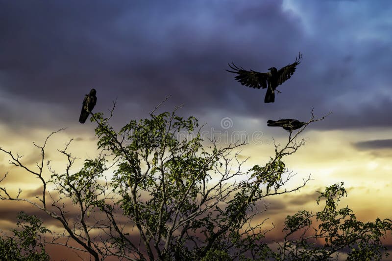 Three Ravens, One in Flight Stock Photo - Image of crow, yellow: 224480942