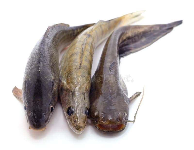 Three raw fish stock photo. Image of healthy, animals - 278227860