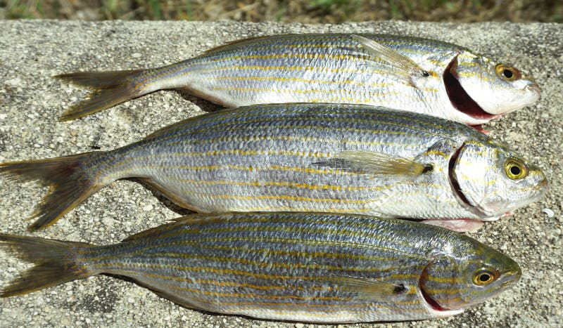 Sarpa Salpa Fish At The Market Stock Photo - Image of protein, nature ...