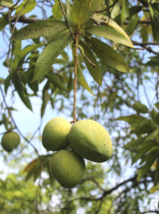 Three Raw Mango Hanging from Tree Stock Image - Image of food, juicy ...