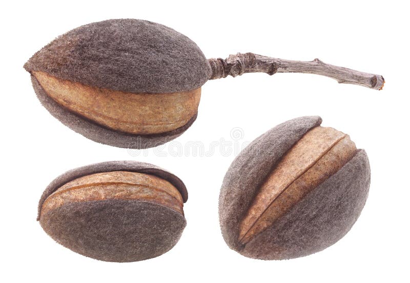 Three Raw Unpeeled Almond Nuts Stock Photo - Image of macro, food ...