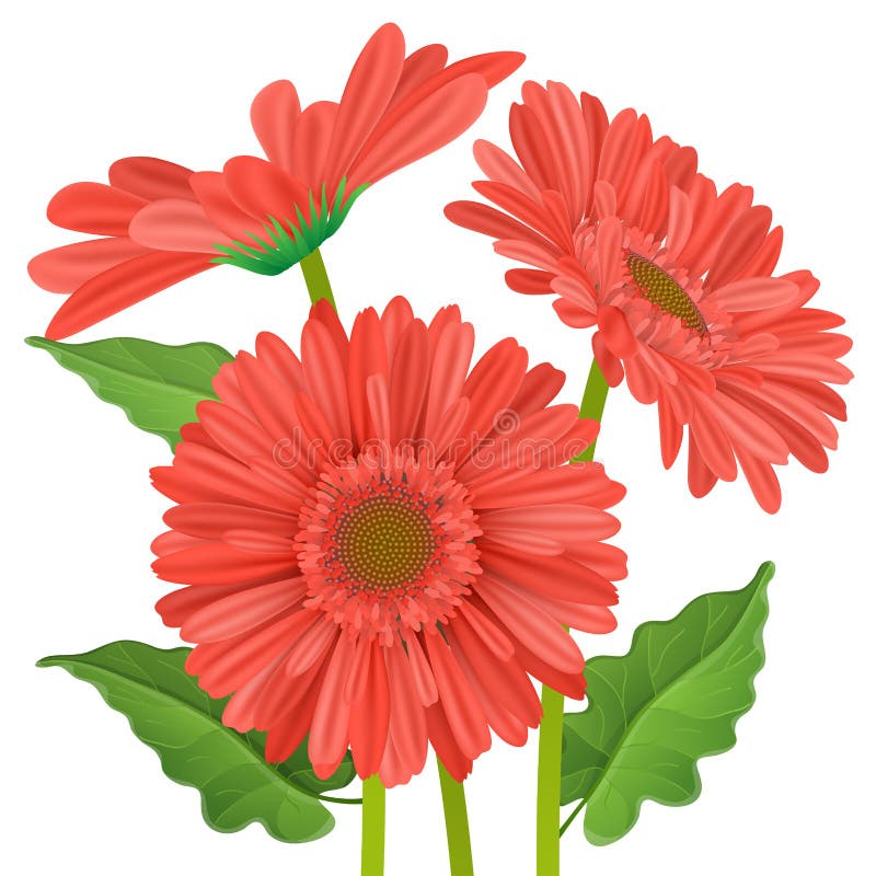 Three Gerbera Flowers. Vector Black and White Illustration. Stock ...