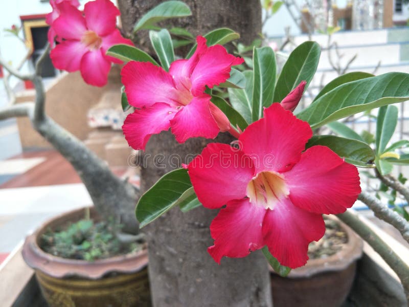 Adenium tree is blooming stock image. Image of pink - 104179125
