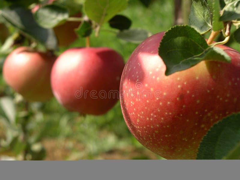 Three red Apples stock photo. Image of healthy, enjoy - 8688158