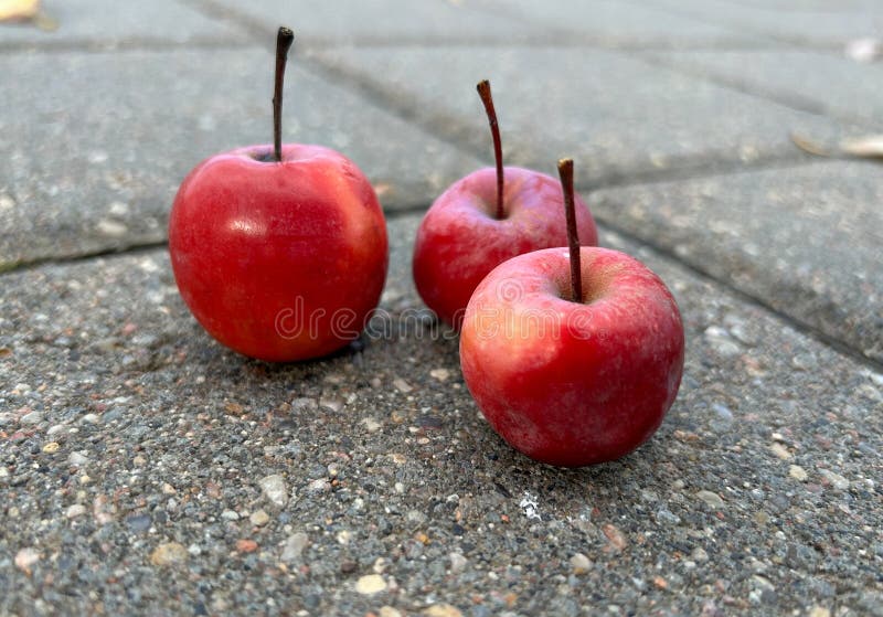 Three Red Apples are Lying on a Gray Paving Stone Stock Photo - Image ...