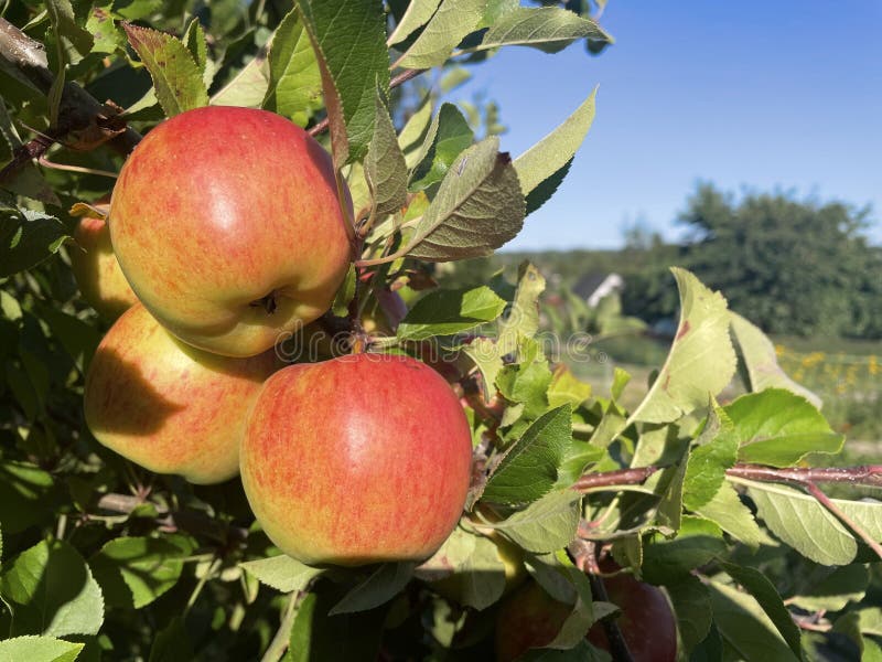 Three Red Apples Ripening on the Tree Stock Image - Image of strawberry ...