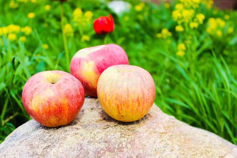 Three red apples stock photo. Image of dandelions, leisure - 117447032