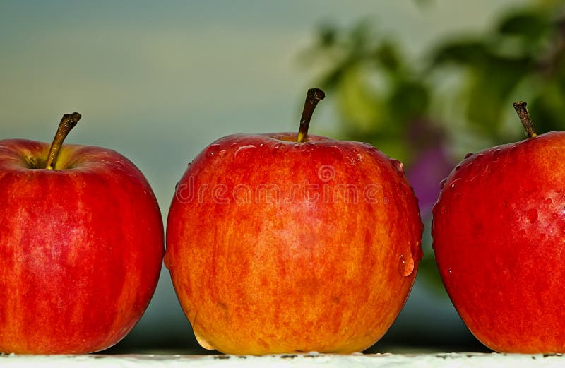 Three red apples stock image. Image of fresh, delicious - 44898859