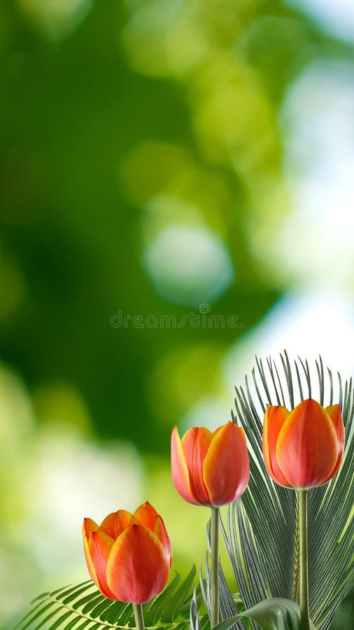 Three Red Beautiful Tulips and Tropical Leaves on a Green Blurred ...