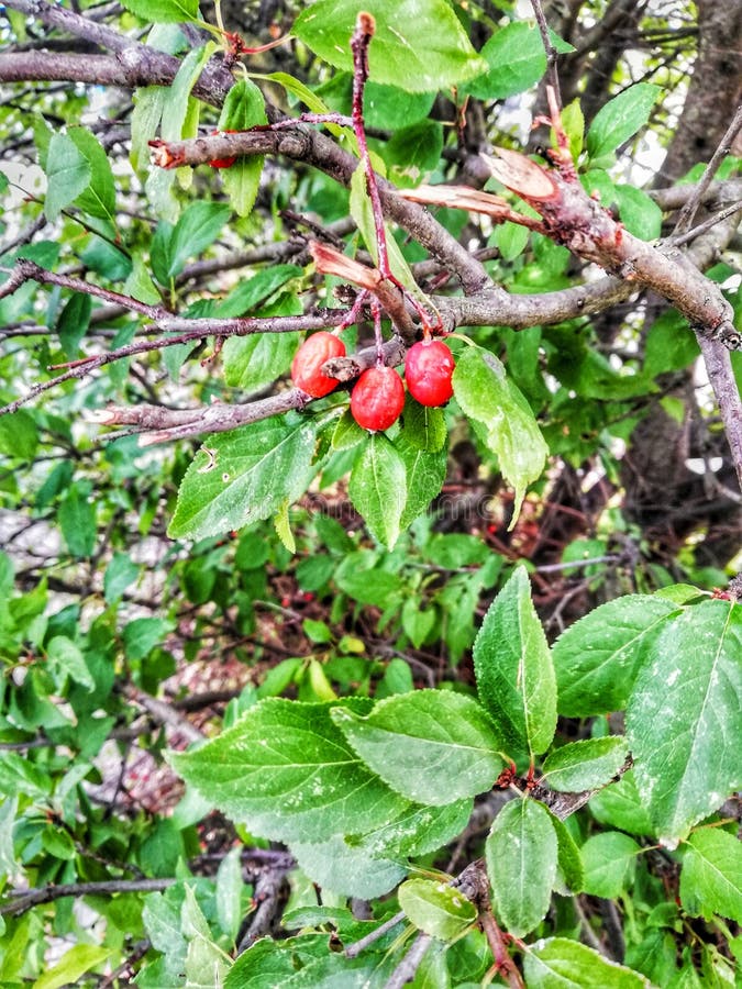 Three red berries stock photo. Image of green, three - 197926818