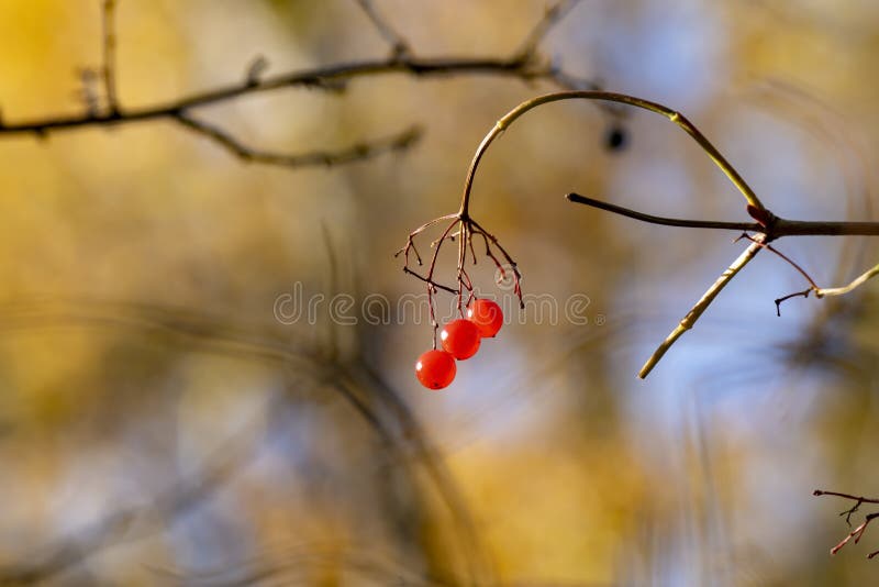 Three Red Berries on a Branch in the Autumn Forest. Stock Photo - Image ...