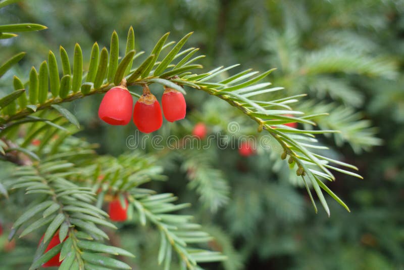 Three Red Berries of Taxus Baccata Stock Image - Image of hedge, flora ...