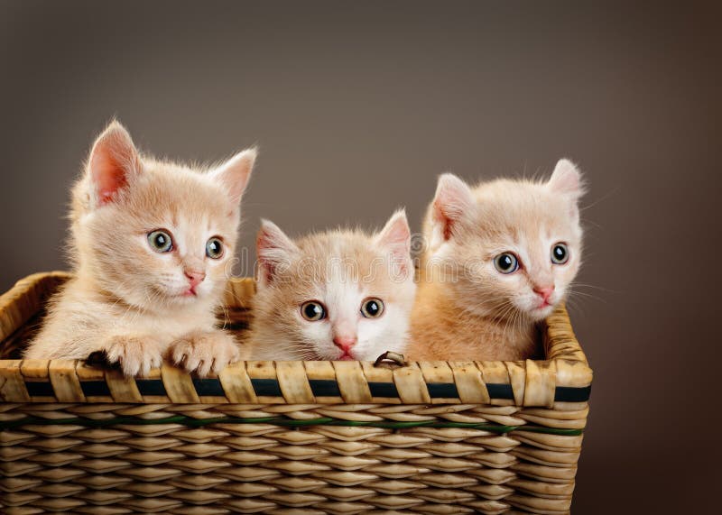 Three red British kittens stock photo. Image of pedigreed - 33875198