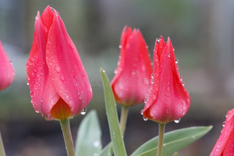 Three red buds stock photo. Image of background, gotas - 71586588