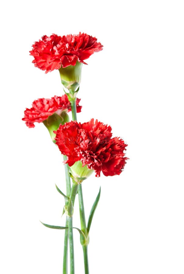 Beautiful Carnations in Transparent Vase Stock Photo - Image of holiday ...