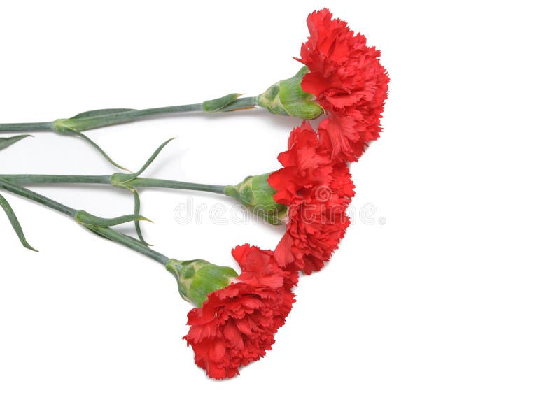 Three red carnations stock image. Image of florist, pink - 13693323