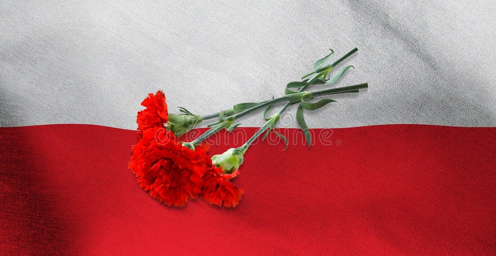 Three Red Carnations Lying on the Flag of Poland Stock Image - Image of ...