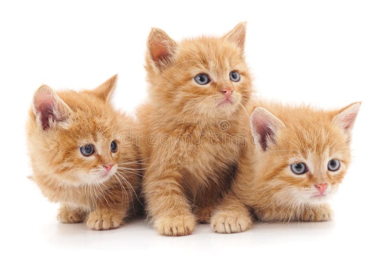 Three red cats. stock image. Image of small, pets, white - 93789621