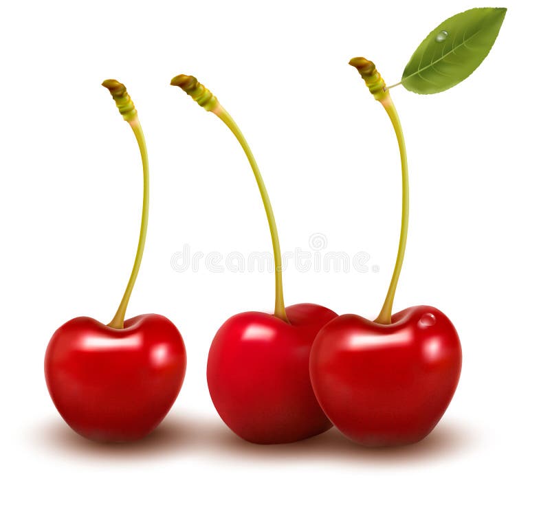Three red cherries stock vector. Illustration of cranberry - 26686658