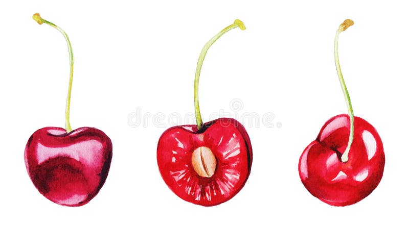 Three Red Cherries, Watercolor Berry Set, Hand Drawn Stock Photo ...
