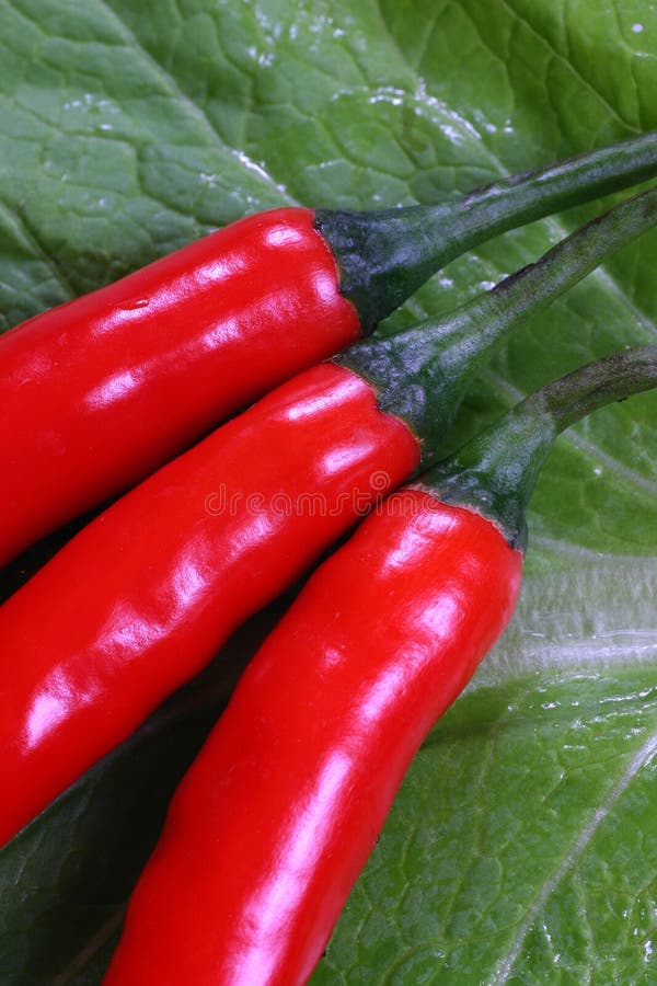 Three red chili peppers stock photo. Image of good, capsicum - 1877088