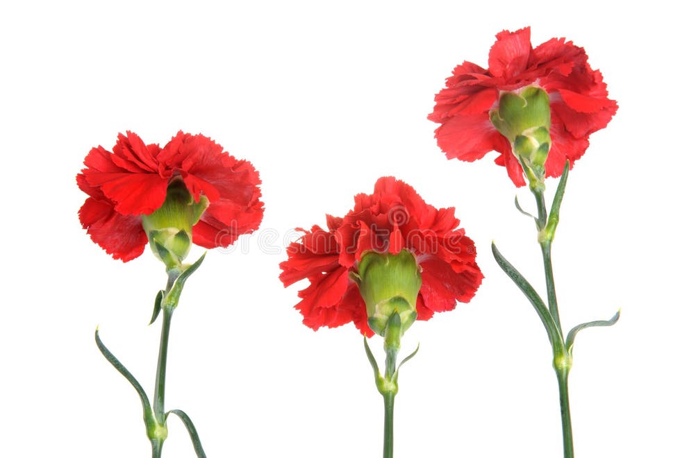 Three red cloves on white stock photo. Image of decoration - 40216720