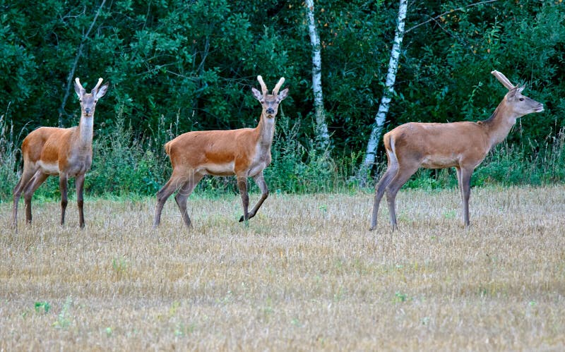 Three Red Deer Roe on a Green Field Behind Stock Image - Image of look ...