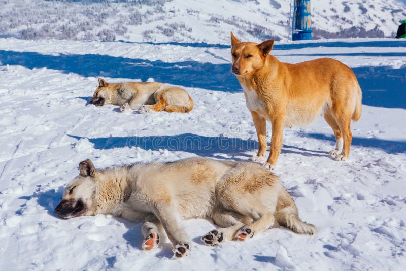 Three Red Dogs on Snow in a Bright Day Stock Image - Image of animal ...