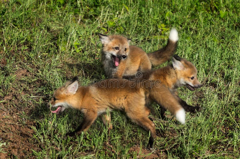 Three Red Fox Kits (Vulpes Vulpes) at Play Stock Photo - Image of ...
