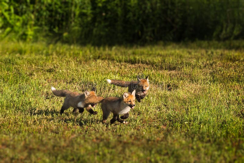 Three Red Fox Kits (Vulpes Vulpes) Run through the Grass Stock Image ...
