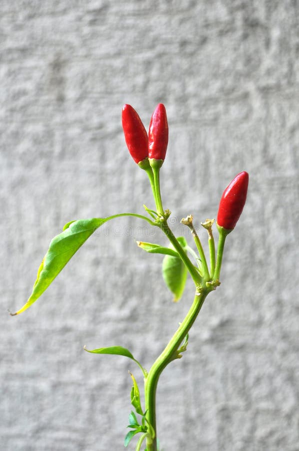 Red hot chili pepper plant stock image. Image of flavoring - 29740223