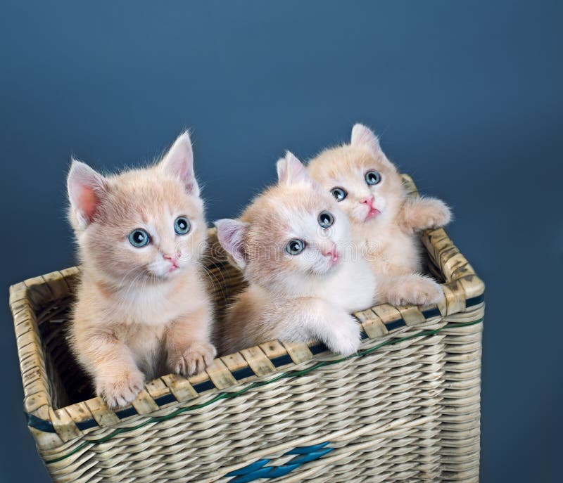 Three red kittens stock photo. Image of animal, group - 31342008