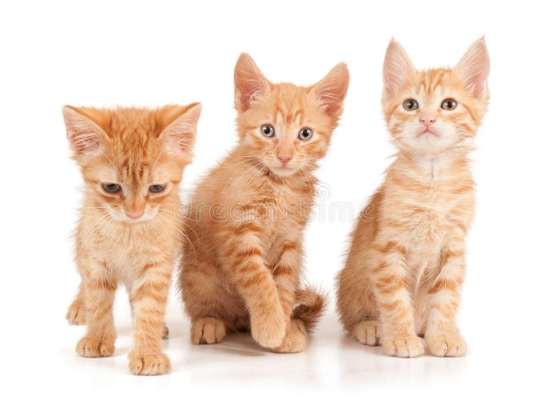 Three red cats. stock image. Image of small, pets, white - 93789621