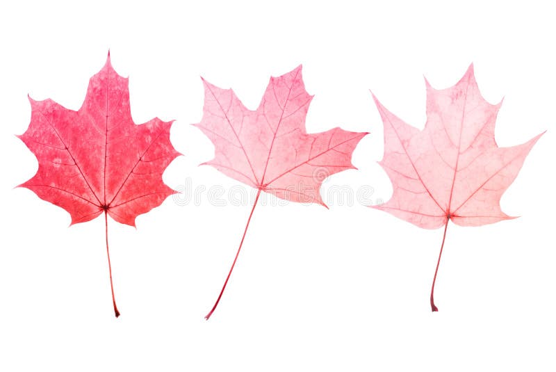 Three Red Leaves Isolated on White Background. Objects for Design Stock ...