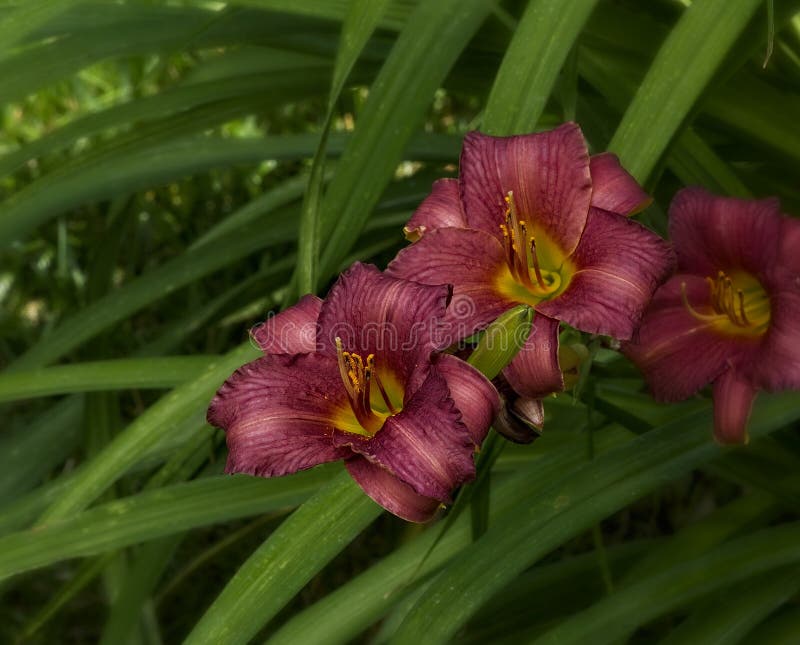 Three Red Lilies in a Row stock photo. Image of fresh - 152278812
