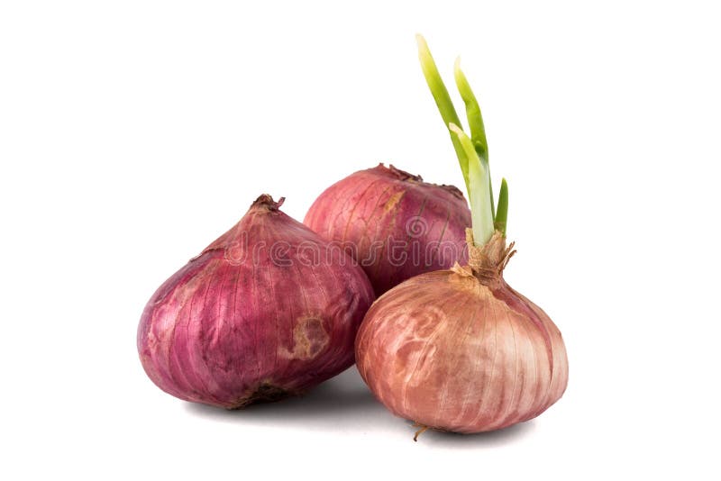 Three Red Onion with Young Shoots Stock Image - Image of agriculture ...