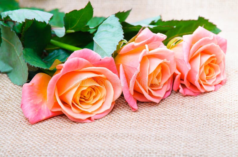 Three Red-orange Rose on the Sacking Stock Image - Image of three ...