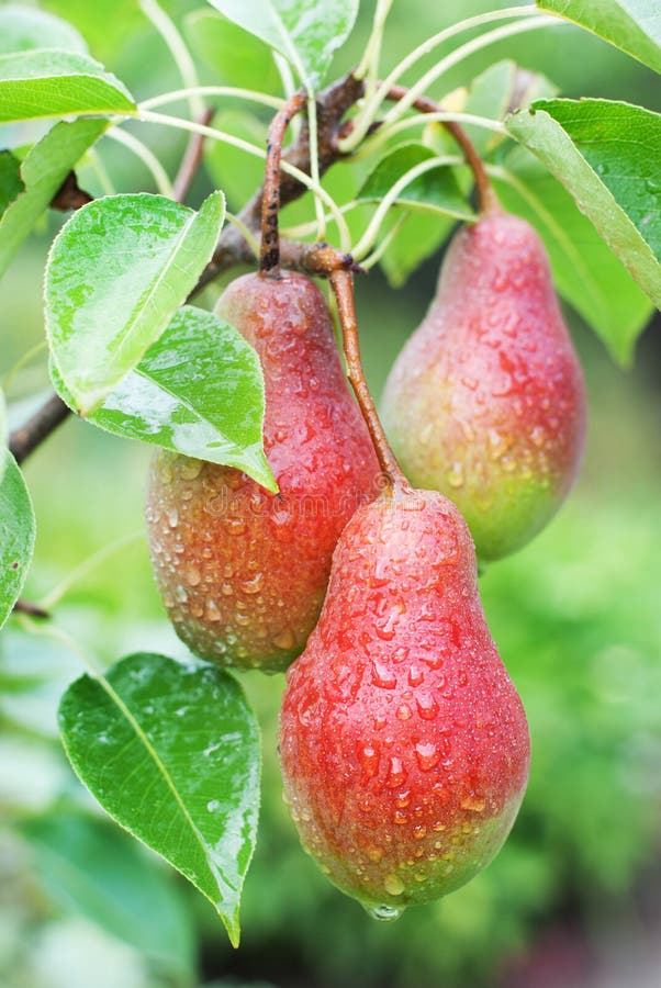 Three Red Pears on a Background of Green Foliage Stock Image - Image of ...