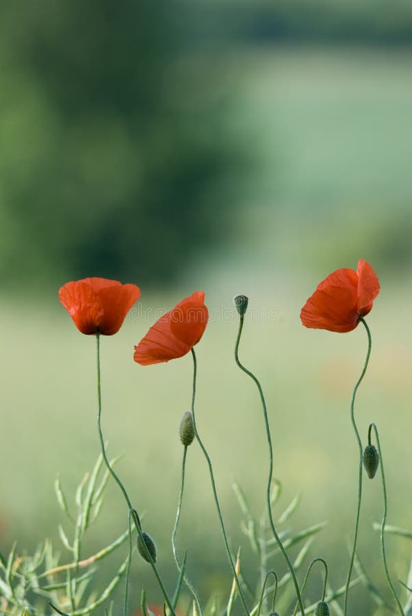 Three Red Poppies with Buds in a Field Stock Photo - Image of summer ...
