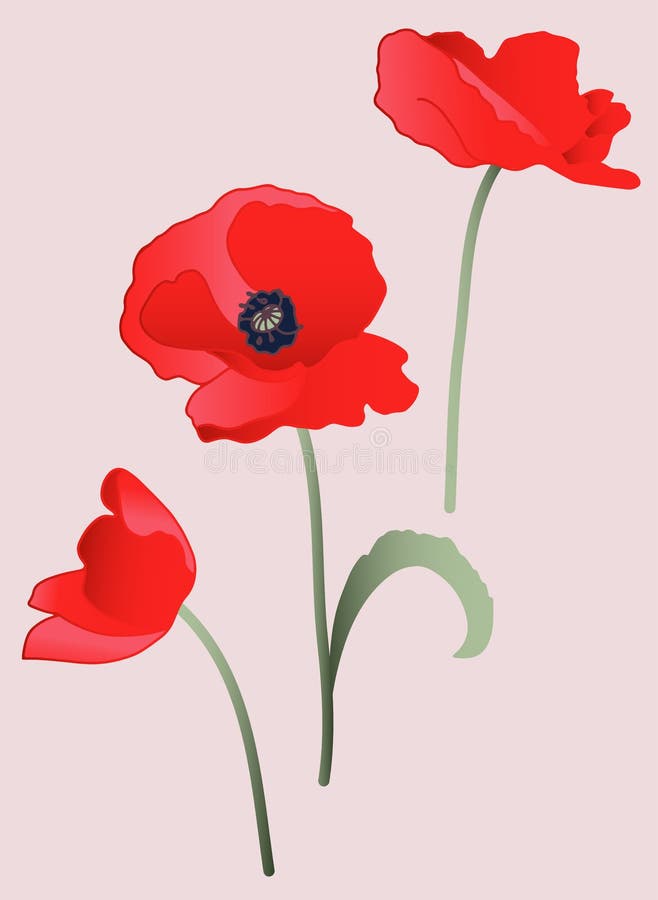 Three Red Poppies Isolated in a Vector Stock Illustration ...
