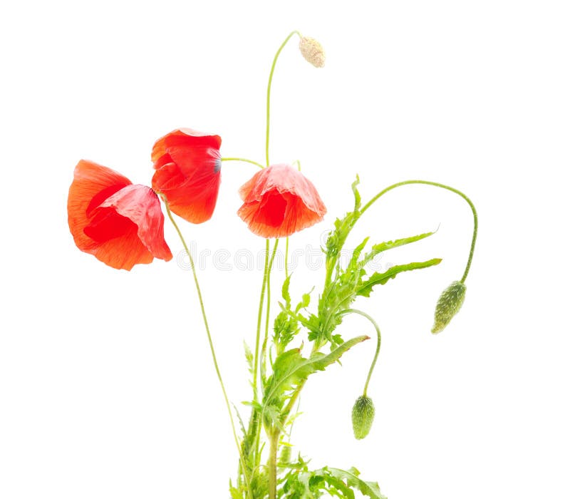 Three red poppies stock photo. Image of botanical, summer - 171916838