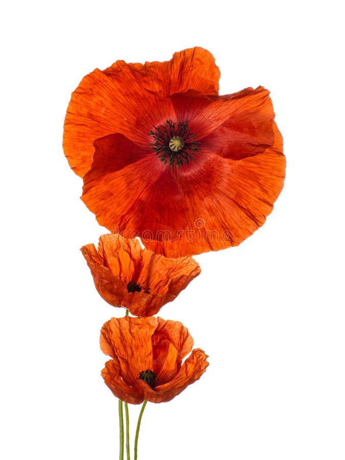 Three Red Poppies Isolated on White. Stock Photo - Image of scarlet ...