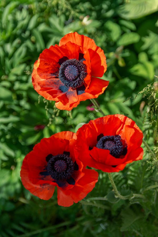Three Red Poppies Isolated on White Stock Photo - Image of beauty ...