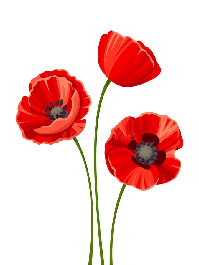 Three Red Poppies. Vector Illustration. Stock Vector - Illustration of ...