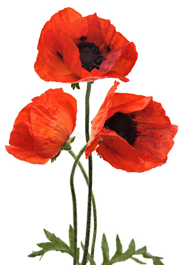 Poppy flowers stock photo. Image of flower, isolated - 33102258