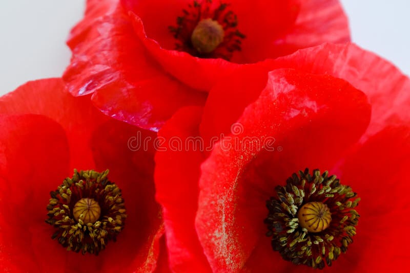 Three red poppys stock photo. Image of blossom, bouquet - 204782104